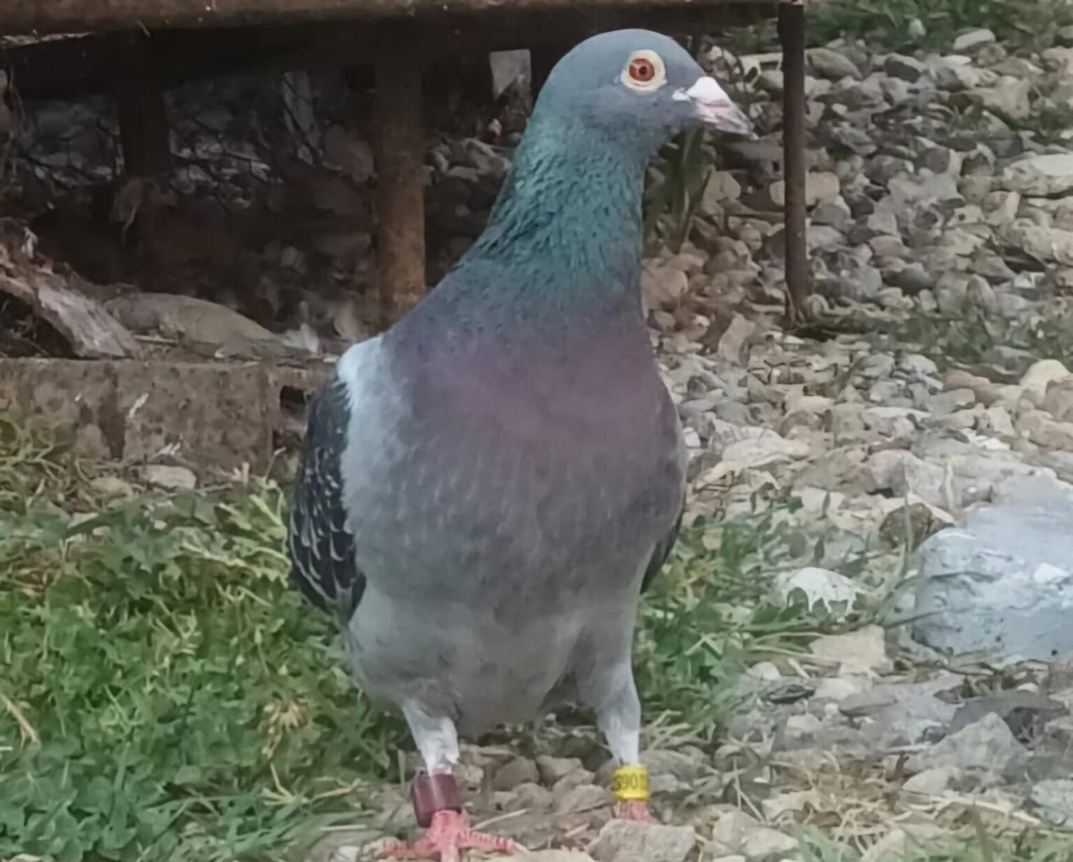Pigeons Auctions – buy best pigeons